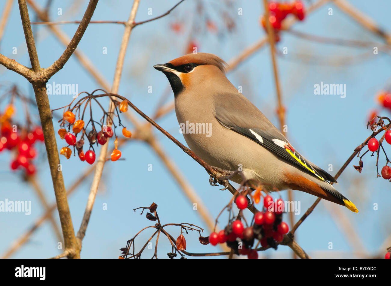 Bohemian waxwing (Bombycilla garrulus Stock Photo - Alamy