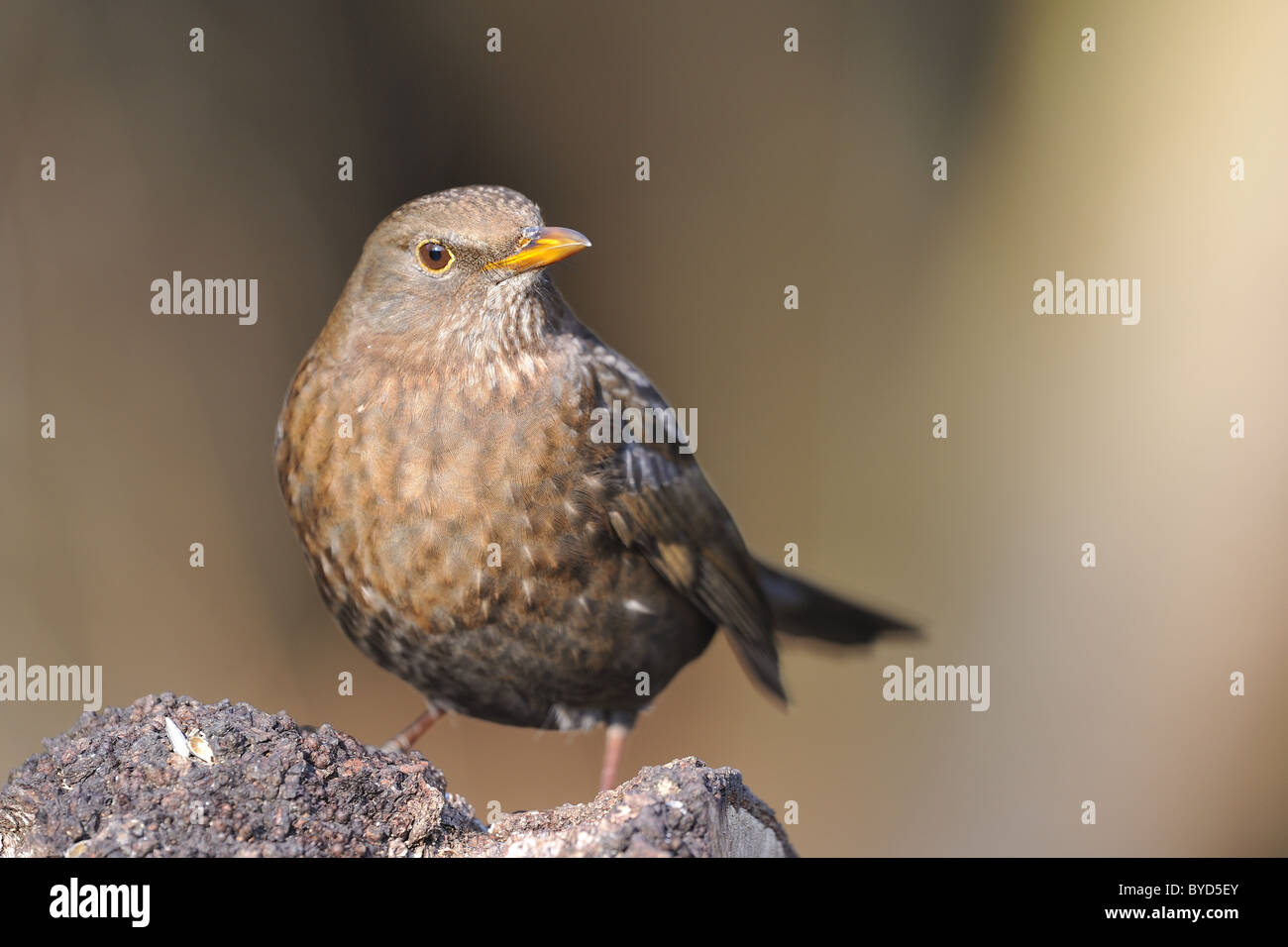 Dead common blackbird hi-res stock photography and images - Alamy