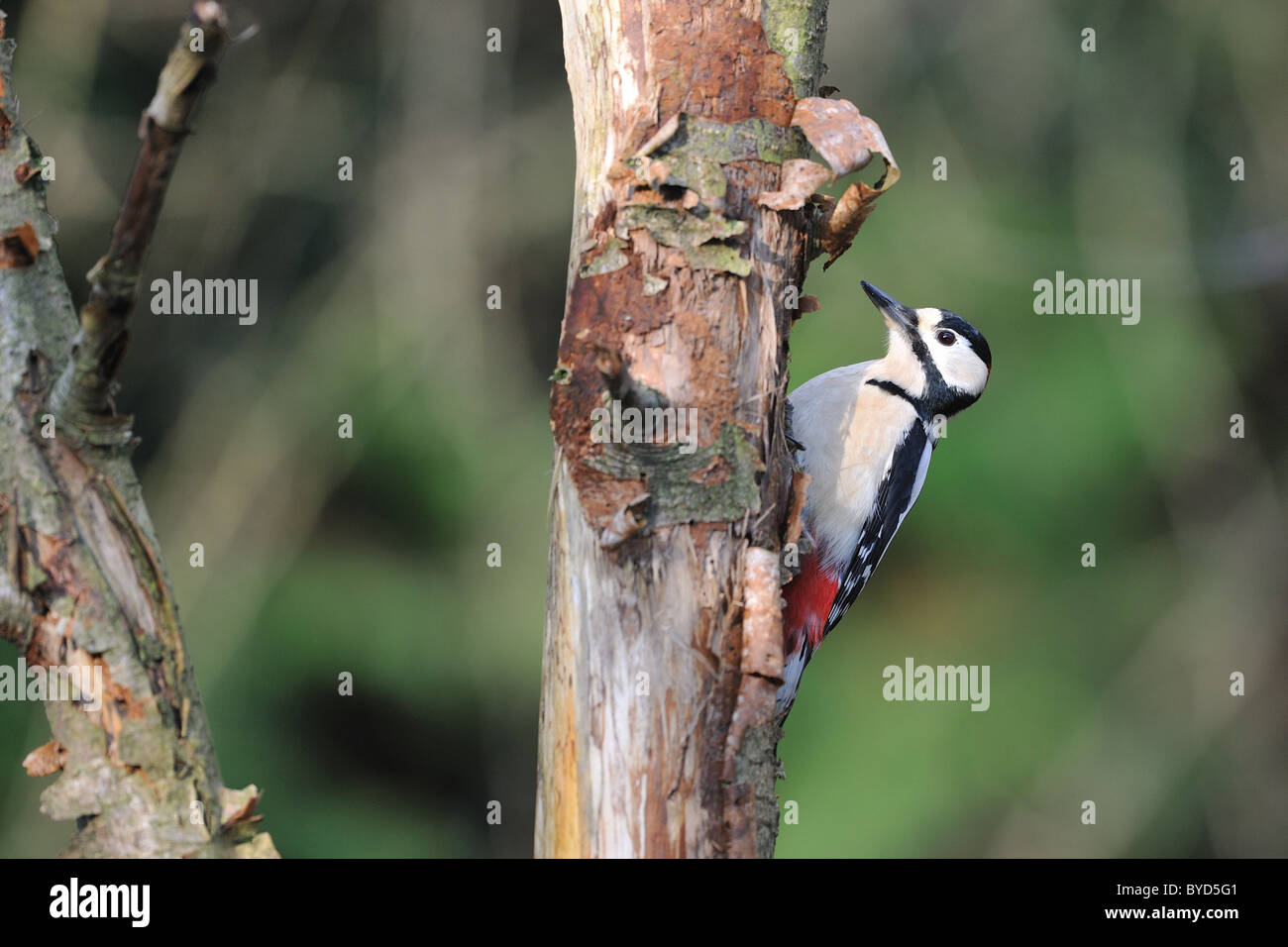 Great spotted woodpecker (Dendrocopos major - Dendrocopus major ...