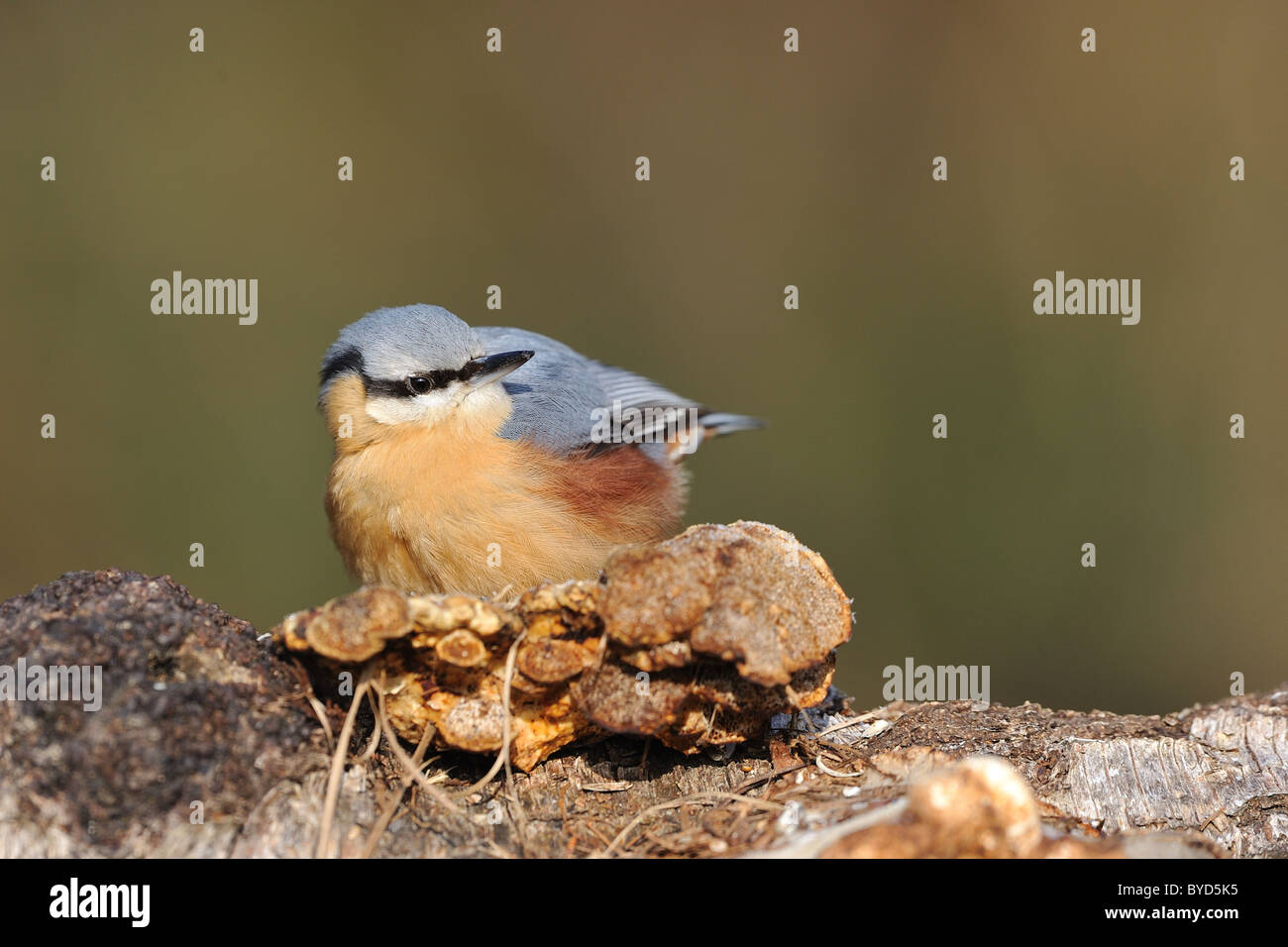 Eurasian Nuthatch (Sitta europaea) on a fallen dead tree trunk covered ...