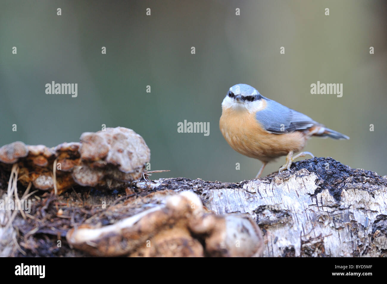 Eurasian Nuthatch (Sitta europaea) on a fallen dead tree trunk covered ...