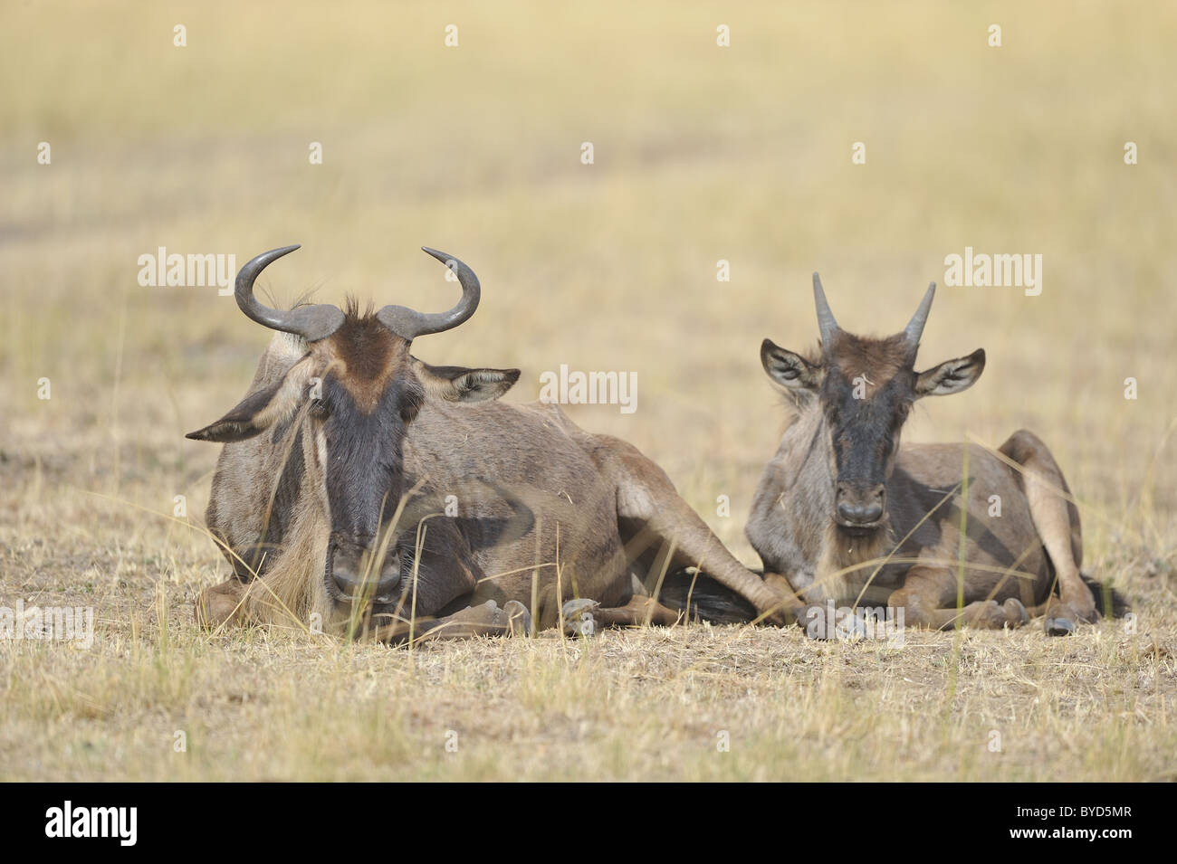 Blue wildebeest - Brindled gnu - Common wildebeest (Connochaetes ...