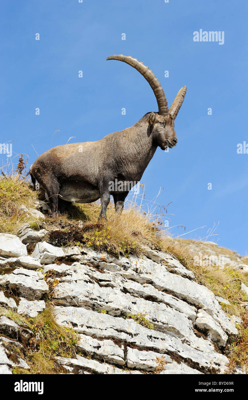Ibex stands on rocky hi-res stock photography and images - Alamy