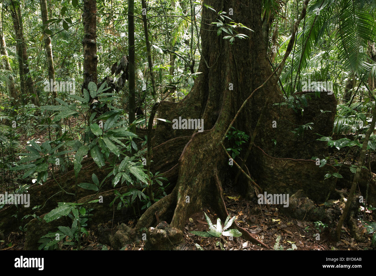 Fig tree (Ficus), Daintree National Park, Queensland, Australia Stock ...