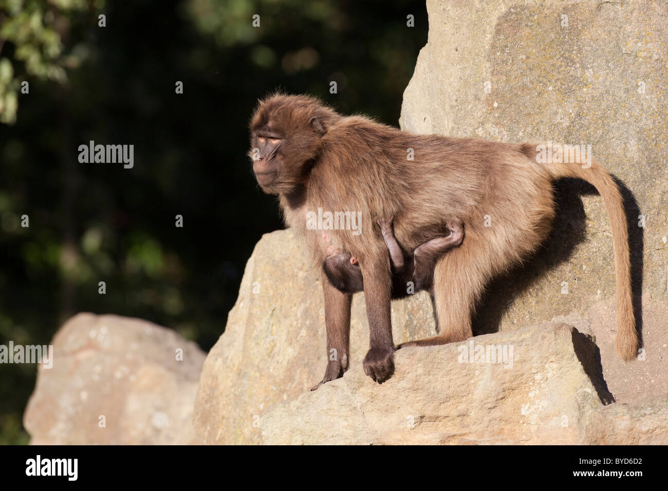 Gelada Baboon (Theropithecus gelada), female adult with young, Naturzoo ...