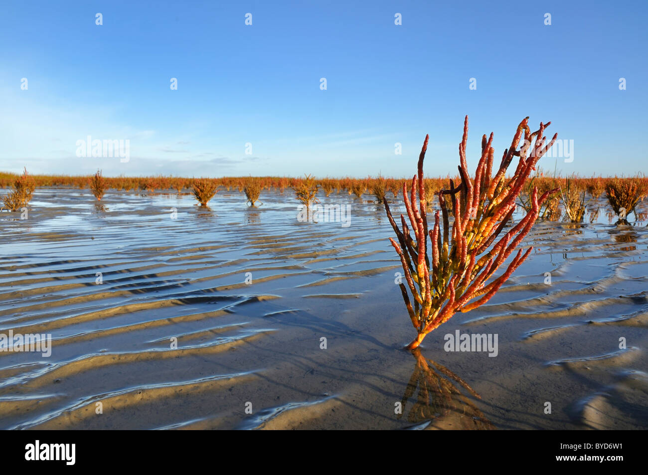 Mudflat with pickleweed (Salicornia), pioneer vegetation, Nationalpark ...