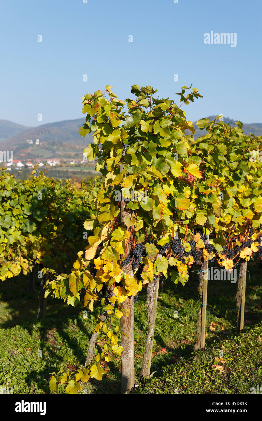 Vineyard with red grapes, Muehldorf, Spitzer Graben valley, Wachau ...