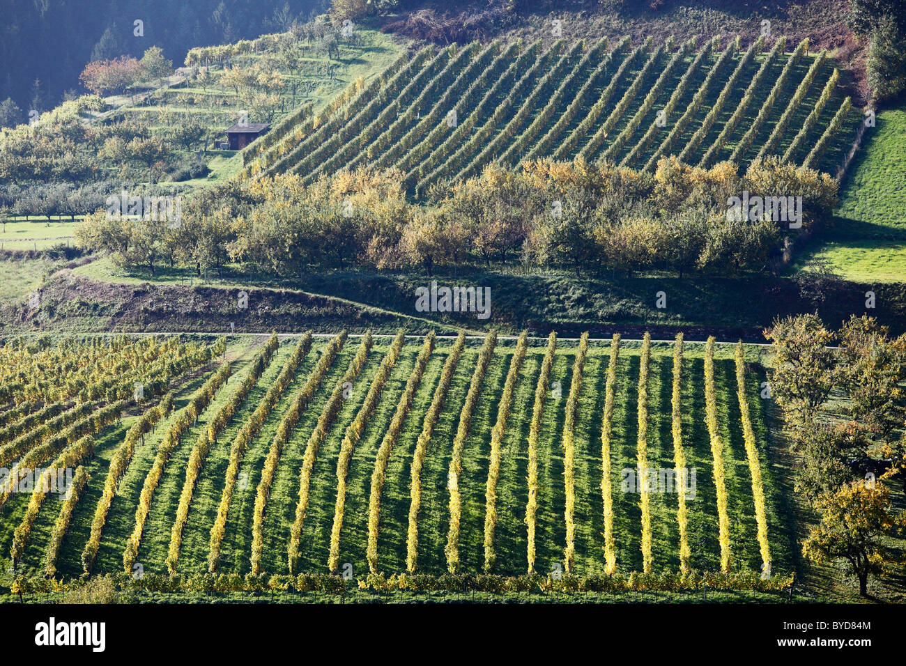 Cultural landscape with a vineyard and an orchard in Viessling, Spitzer ...