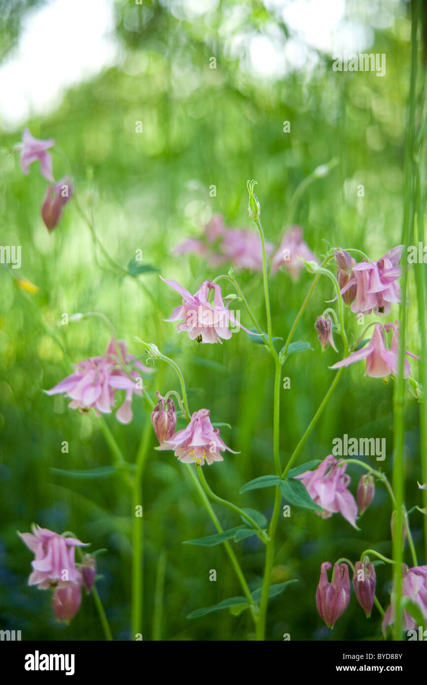 Pink columbine (Aquilegia Stock Photo - Alamy
