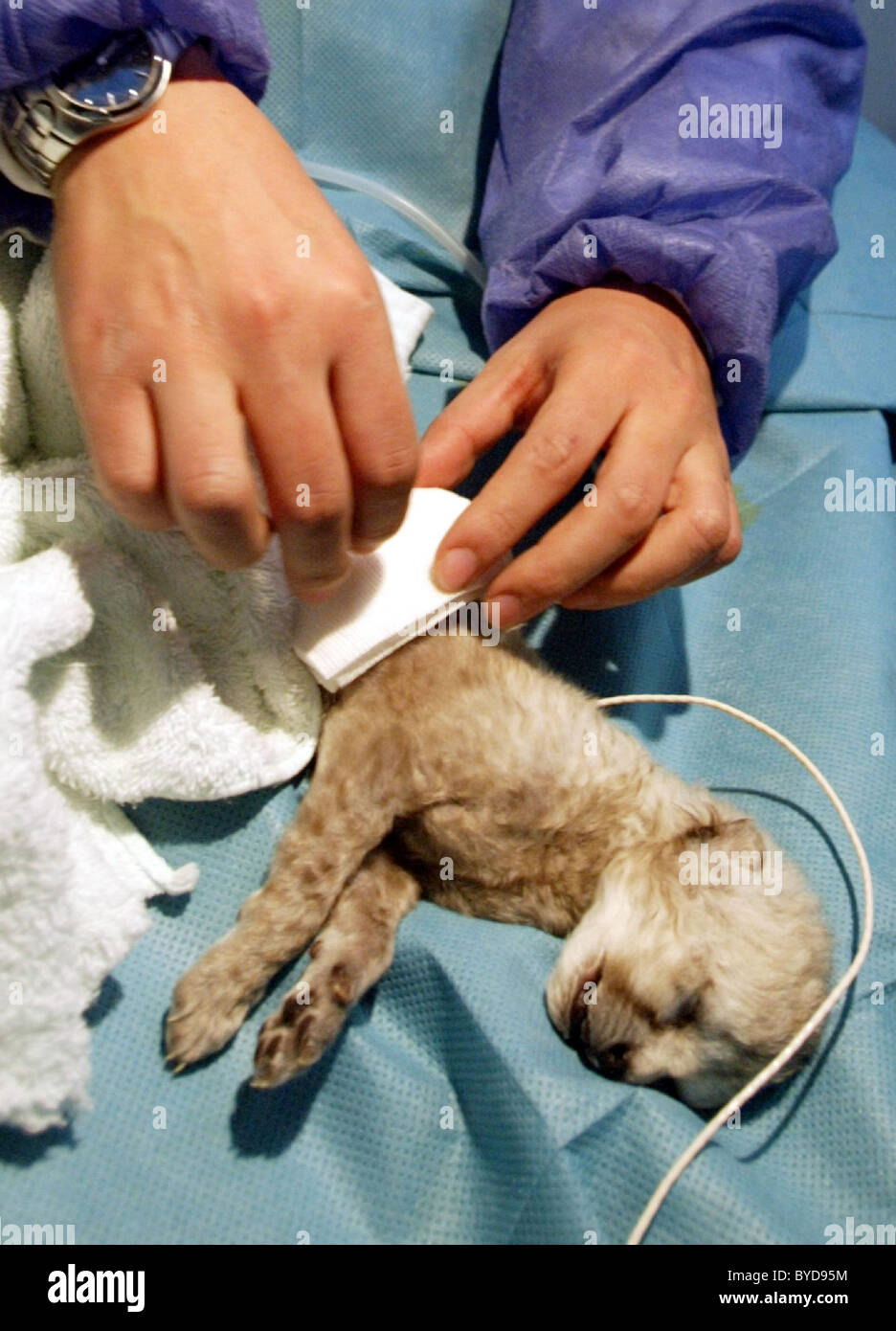 BABY CHEETAH When fully grown the cheetah is the fastest thing on four ...