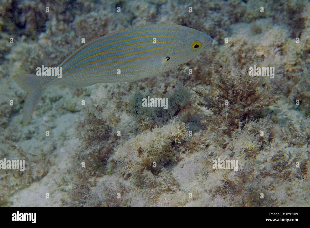 Sarpa salpa salema hi-res stock photography and images - Alamy