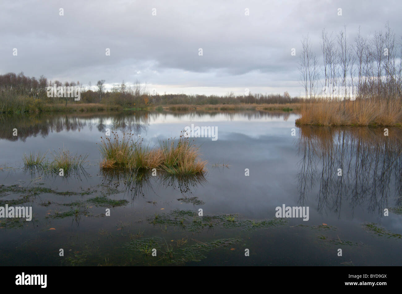 Bog pool, Bargerveen International Nature Park, Netherlands, Europe ...