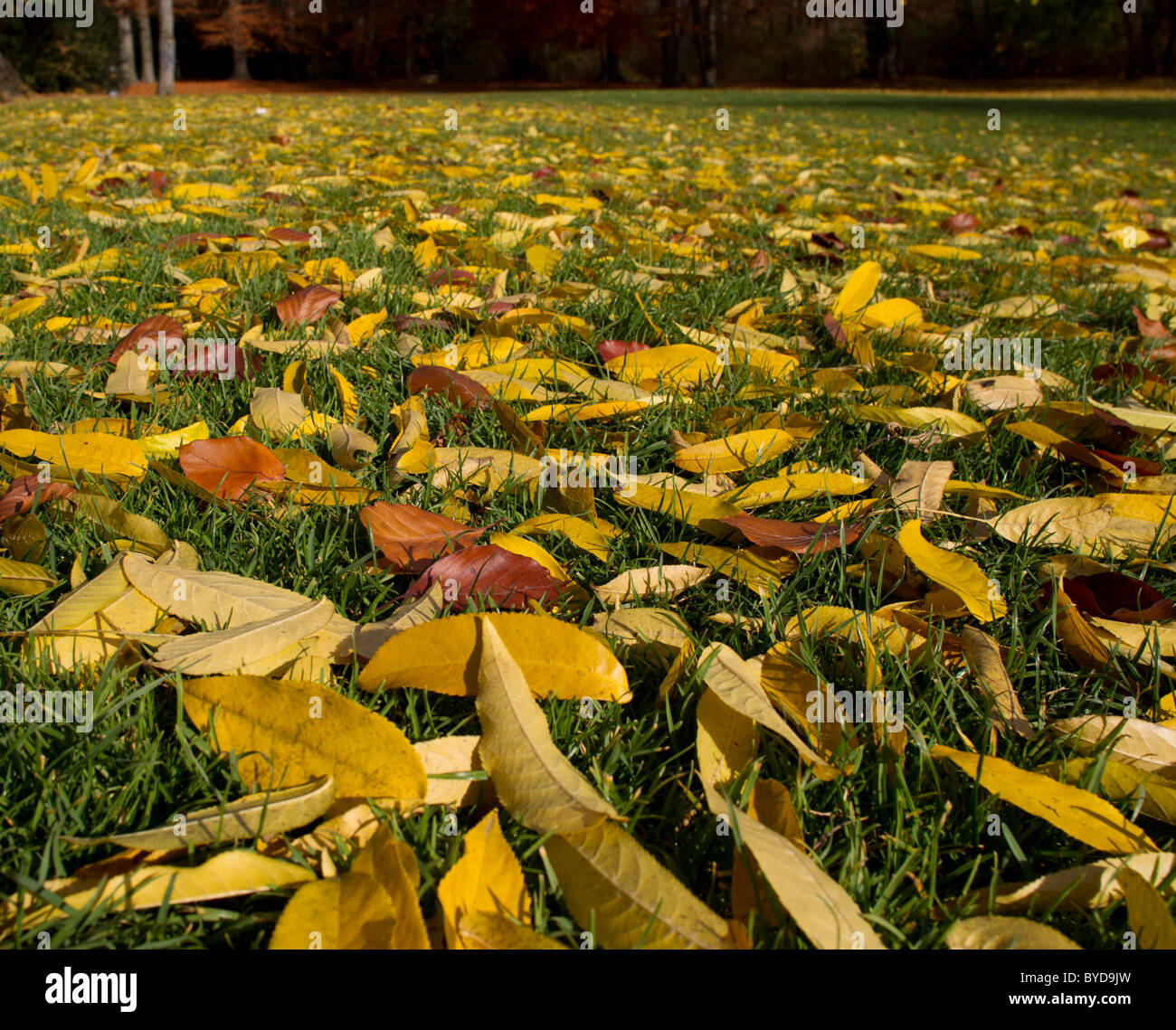 English autumn photo hi-res stock photography and images - Alamy