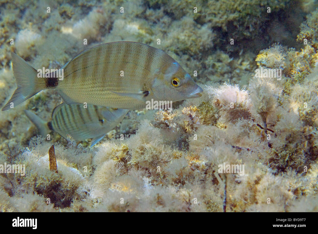 Sharp snouted seabream hi-res stock photography and images - Alamy