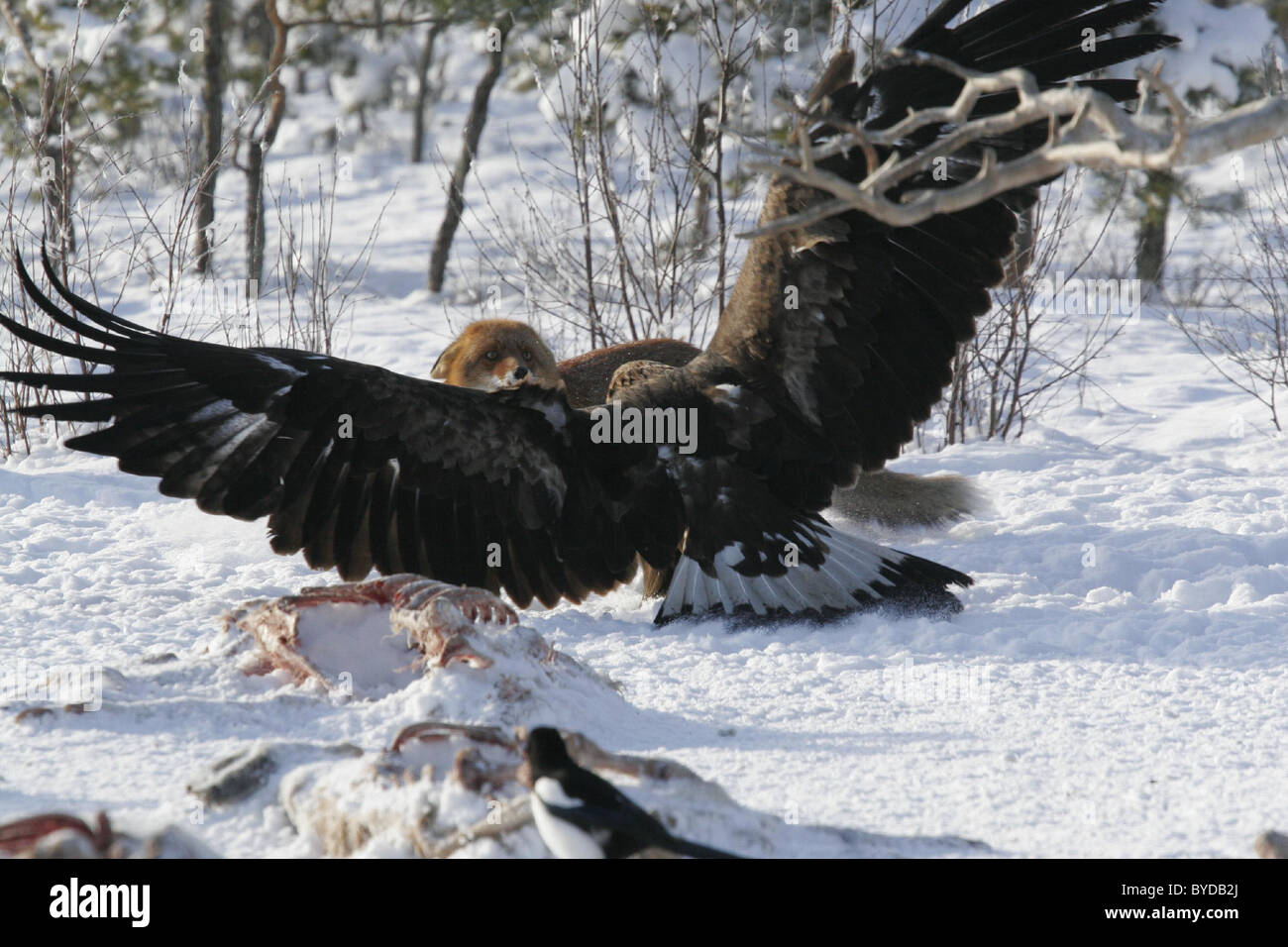 FOX TAKES ON GOLDEN EAGLE A fox bravely fights it out with a Golden ...