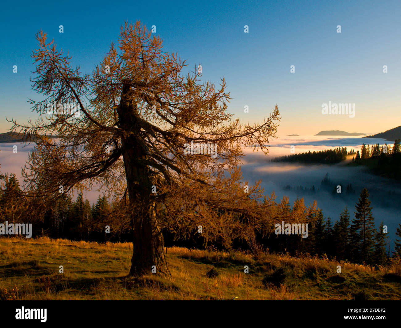 Old larch in the evening light in autumn, fog in the valley, Sommeralm ...