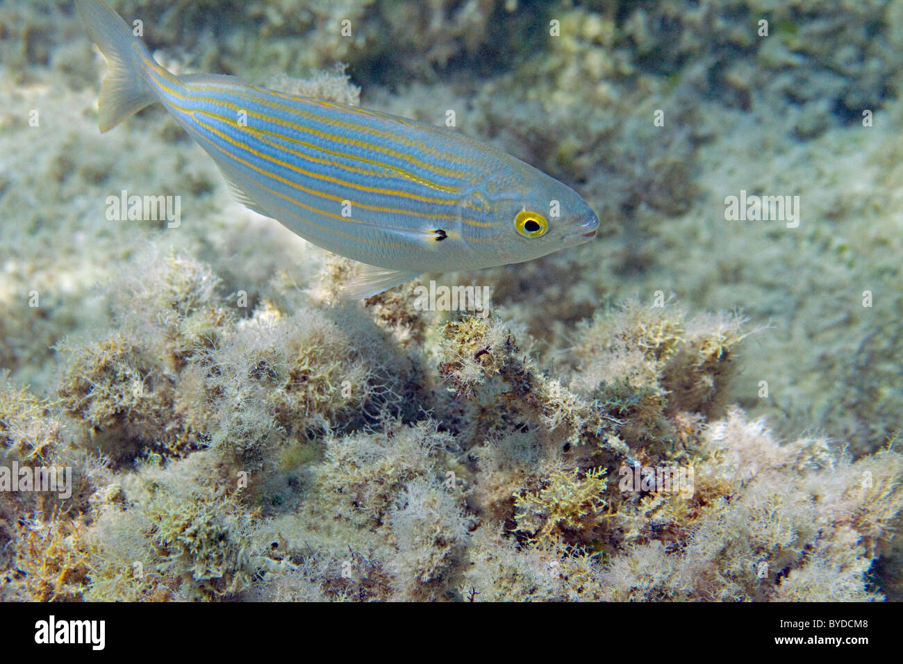 Salema fish hi-res stock photography and images - Alamy