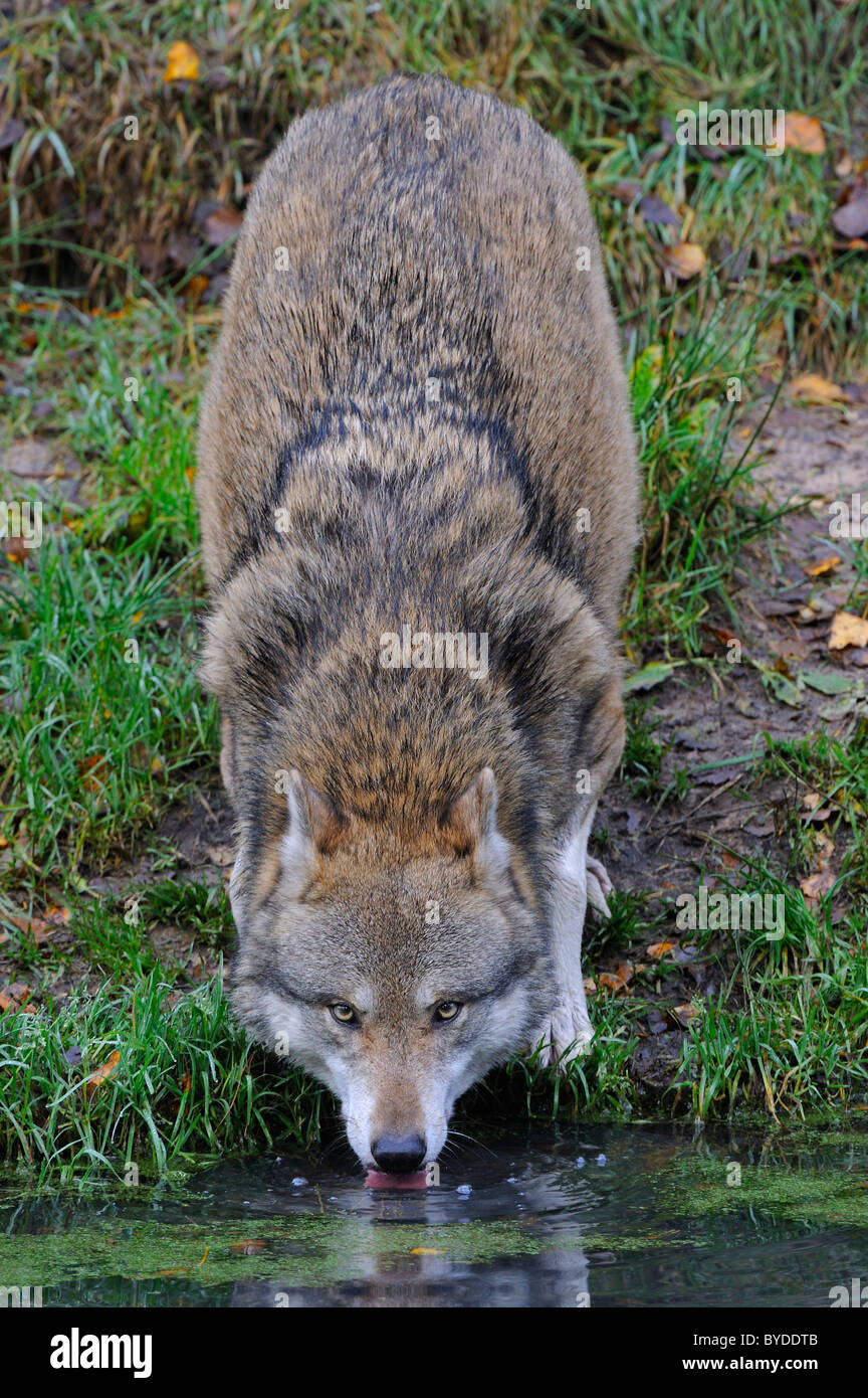 Grey wolf (Canis lupus), drinking water from a pond Stock Photo ...