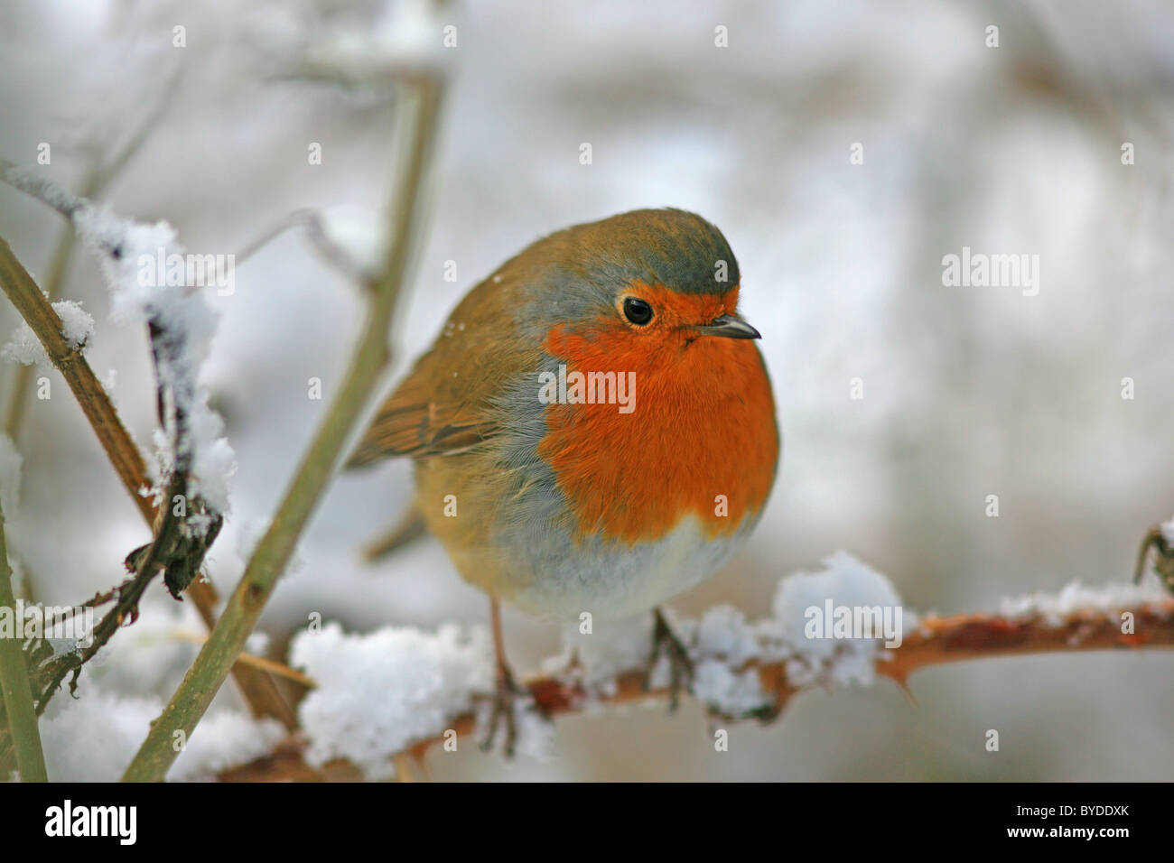 Christmas robin hi-res stock photography and images - Alamy
