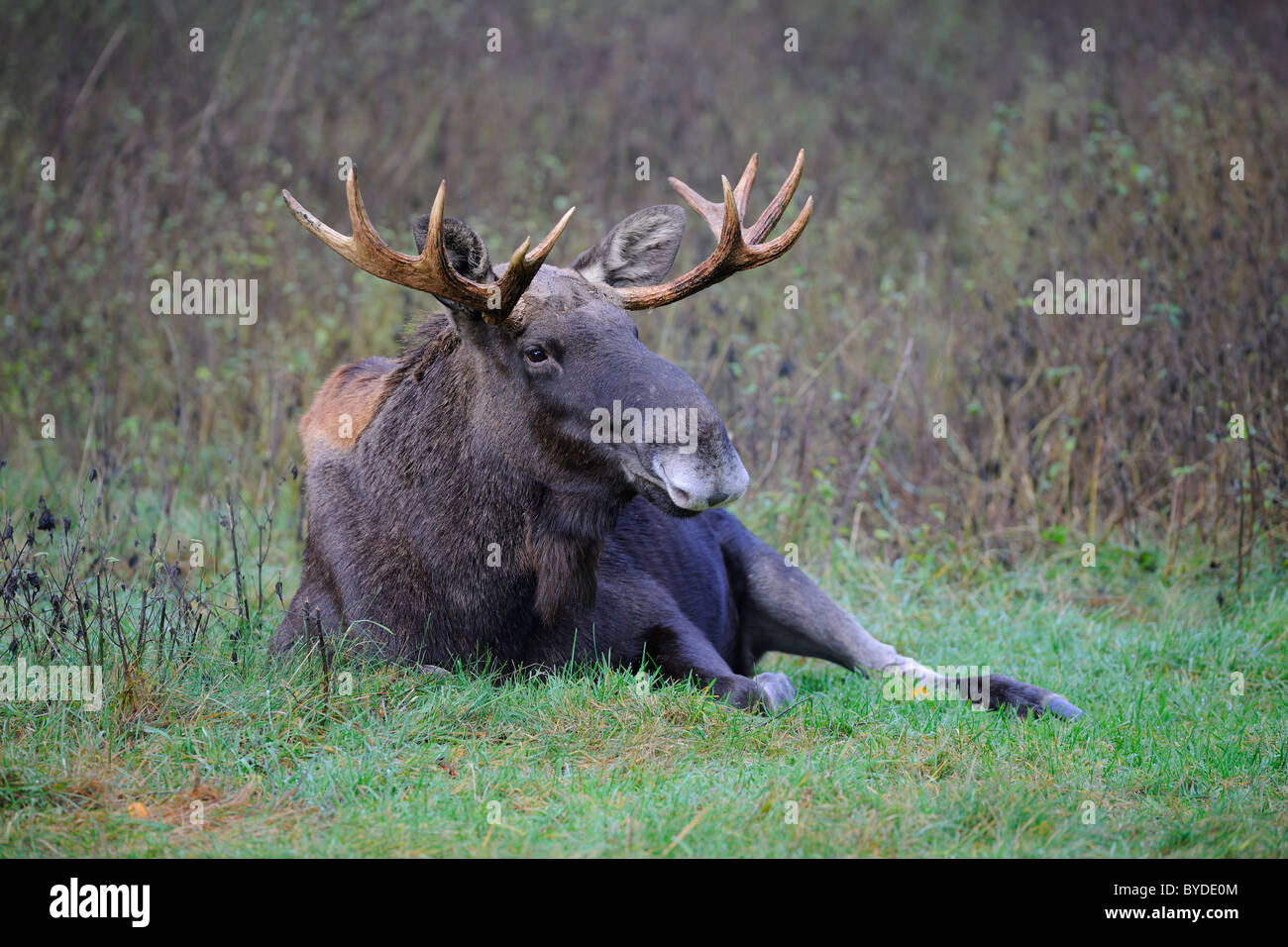 European elk, moose (Alces alces) in its natural environment Stock ...