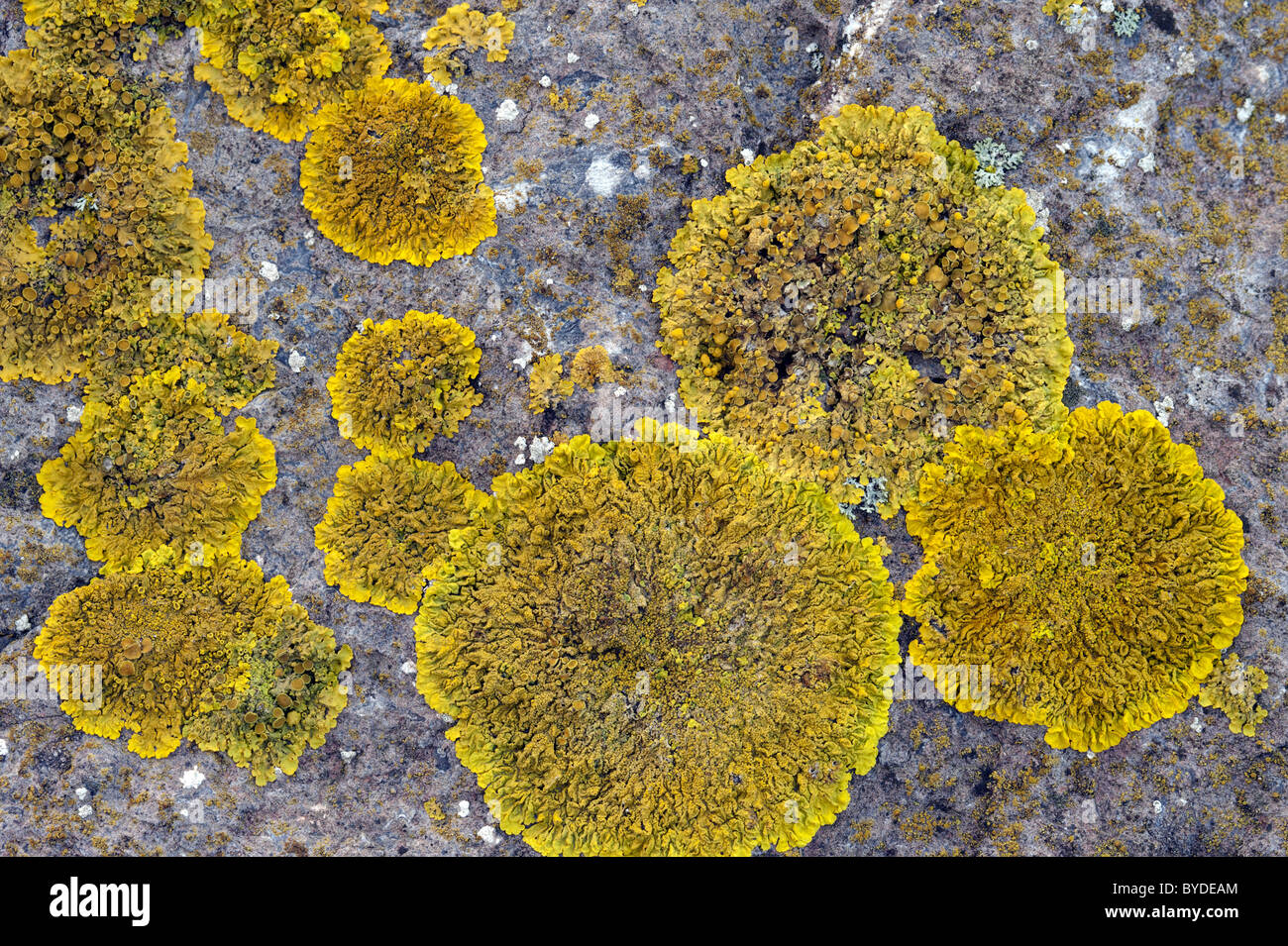 Xanthoria parietina common orange lichen, yellow scale, maritime ...