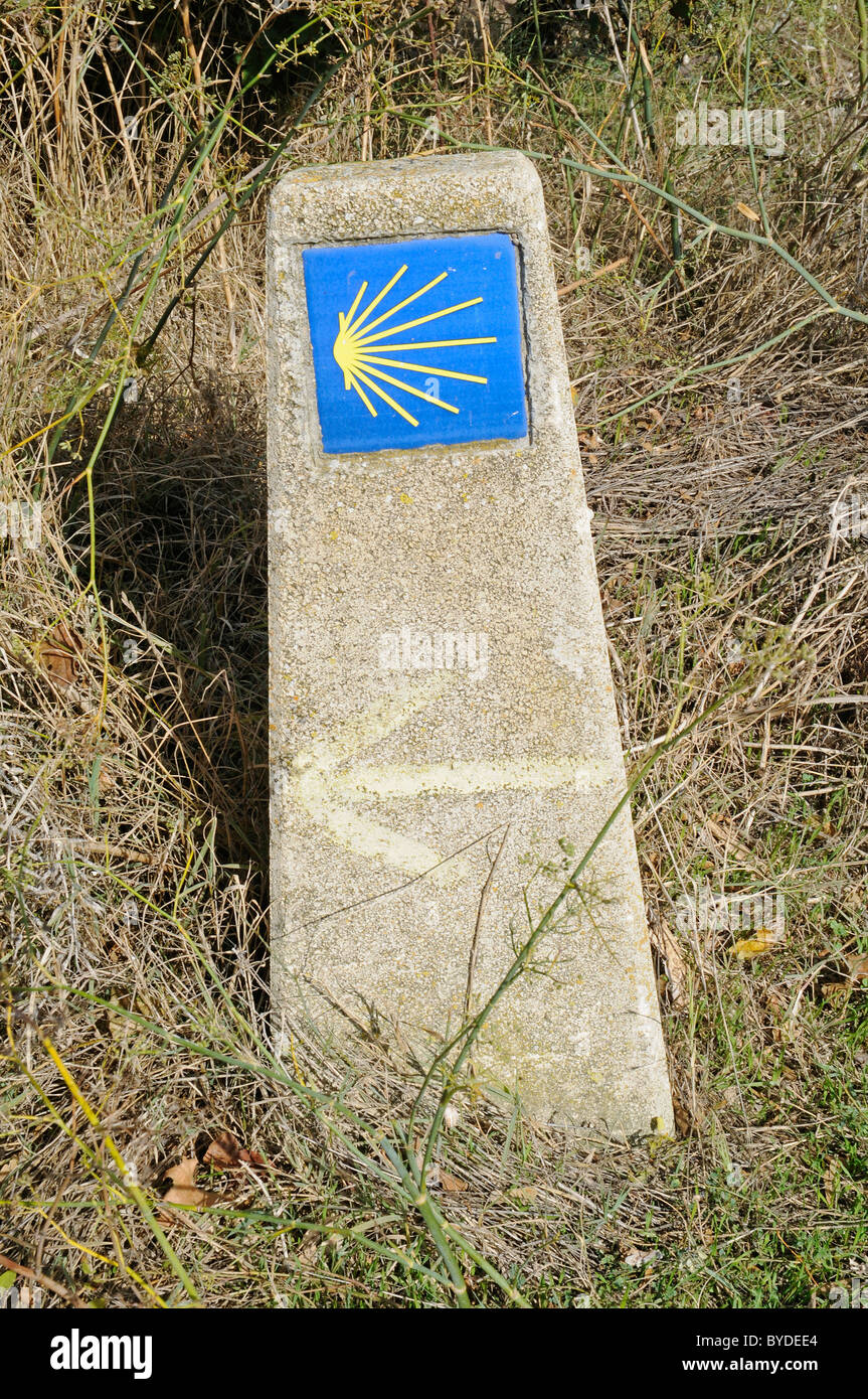 Scallop shell, symbol of the Camino de Santiago or the Way of St James ...