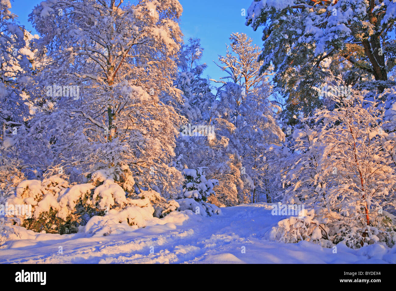 UK SCotland Highland Inverness-shire Rothiemurchus Forest in winter ...