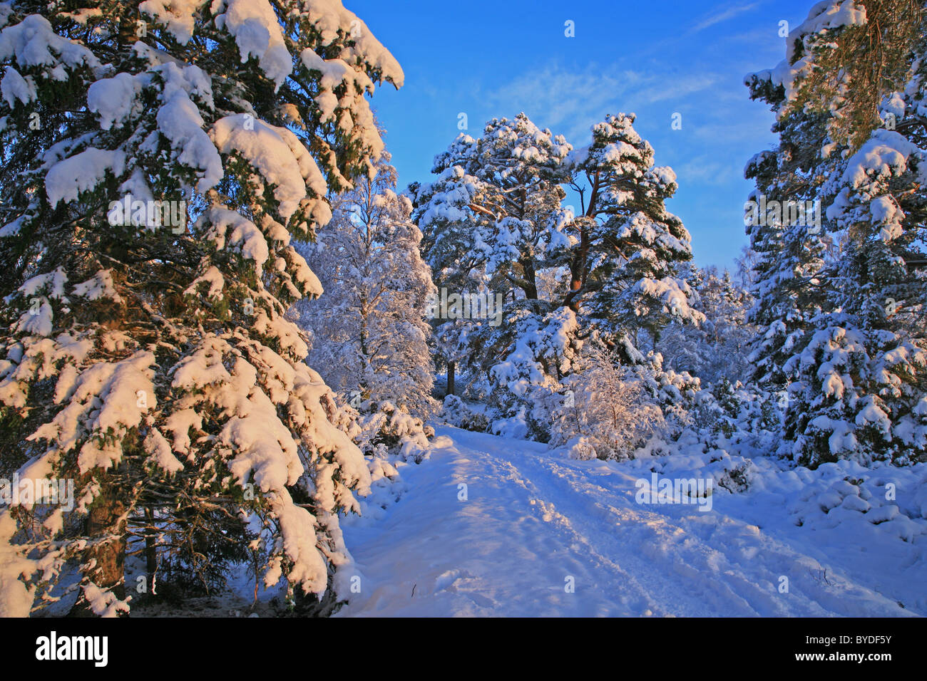 UK SCotland Highland Inverness-shire Rothiemurchus Forest in winter ...