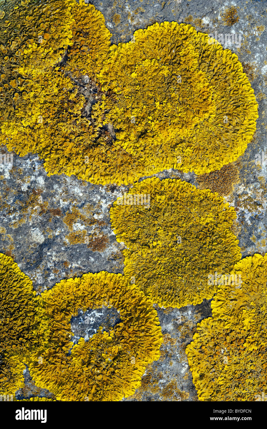 Xanthoria parietina common orange lichen, yellow scale, maritime ...