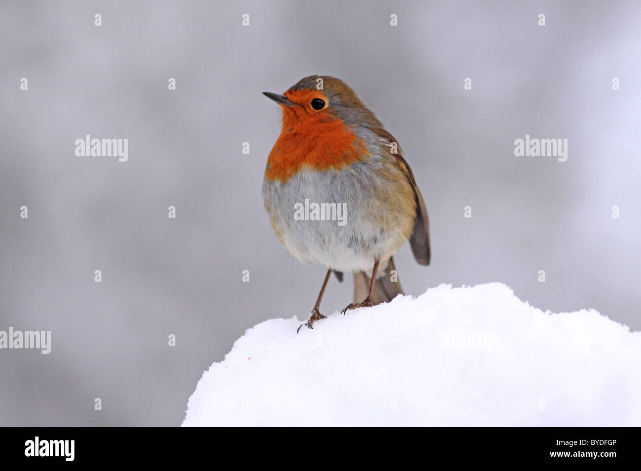 Robin winter scene hi-res stock photography and images - Alamy