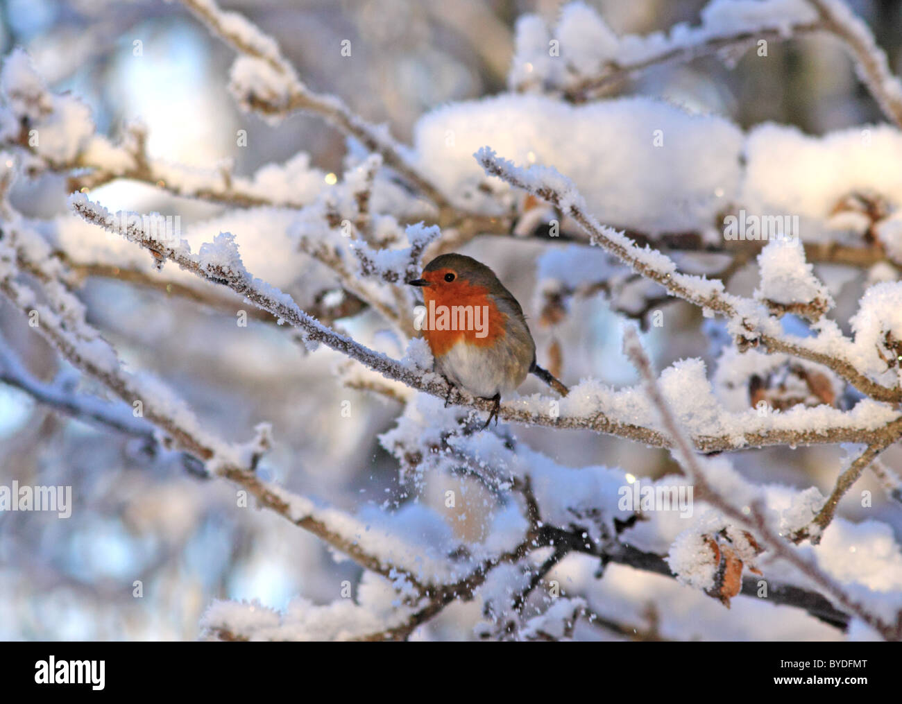 Robin winter scene hi-res stock photography and images - Alamy