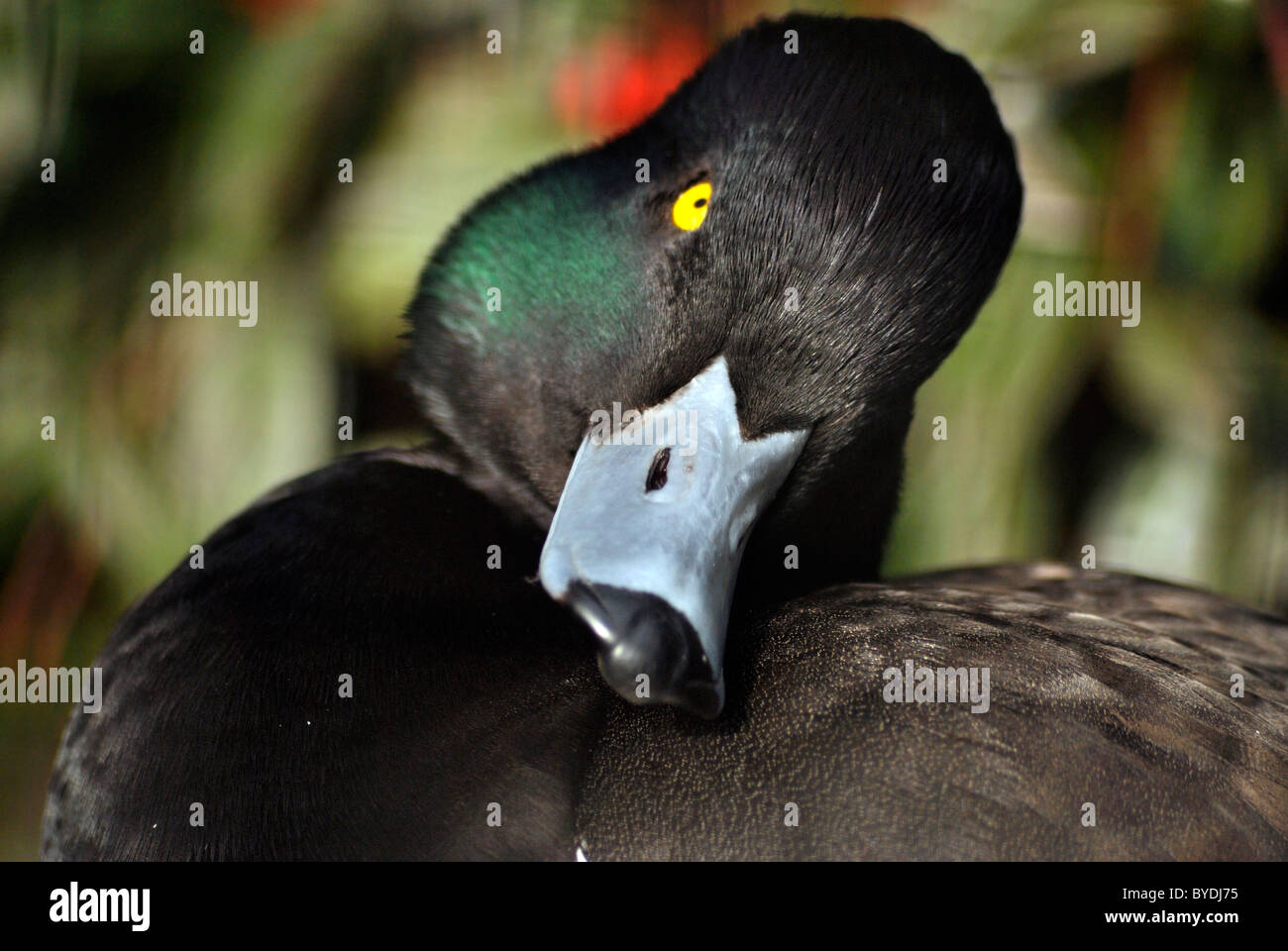 Tufted Duck giving you an odd stare Stock Photo - Alamy