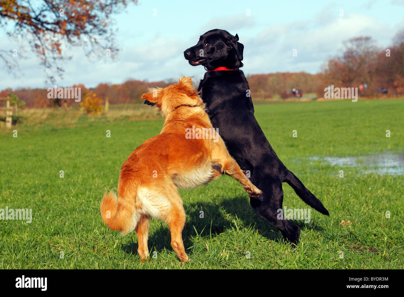 Male black Labrador Retriever dog (Canis lupus familiaris) playing with ...