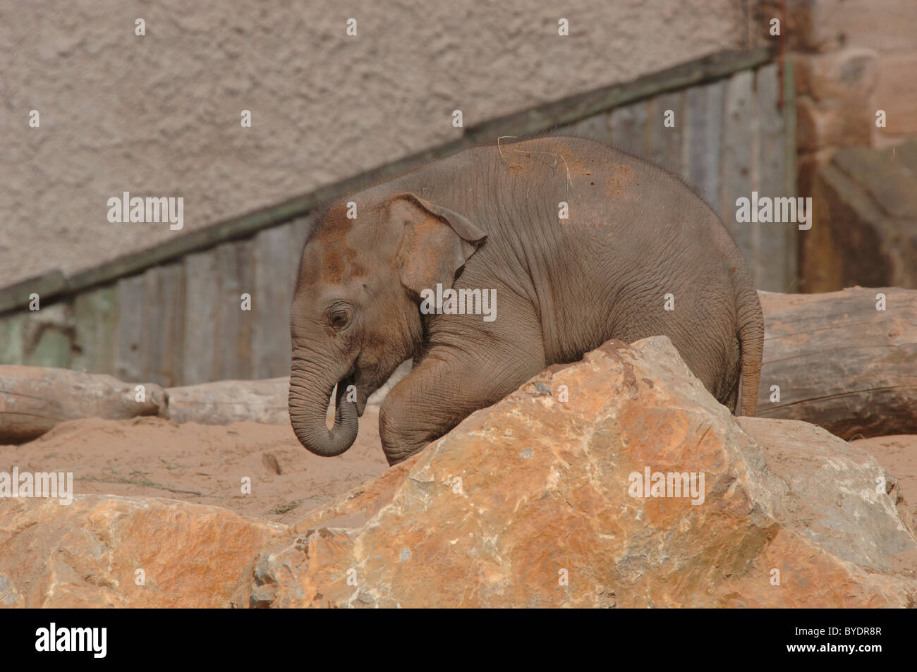 Asian Elephant Calf At Chester Zoo ...(Elephas maximus Stock Photo - Alamy