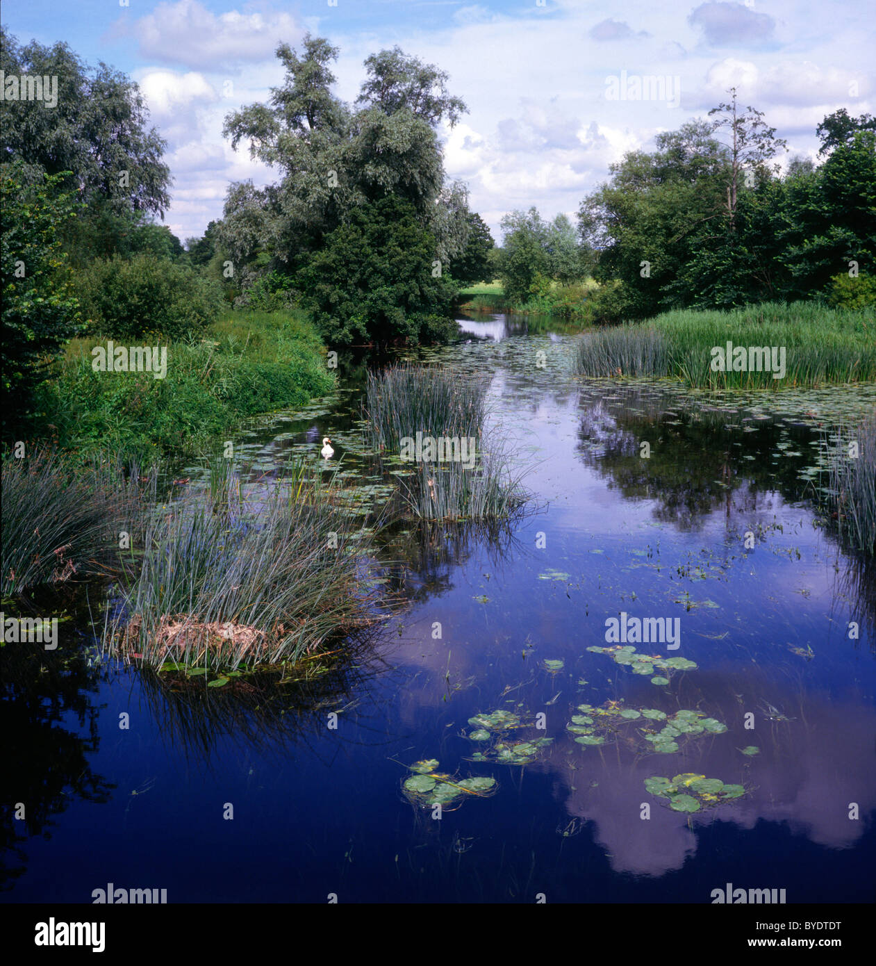 Rural river scene water lilies and reeds trees Stock Photo - Alamy