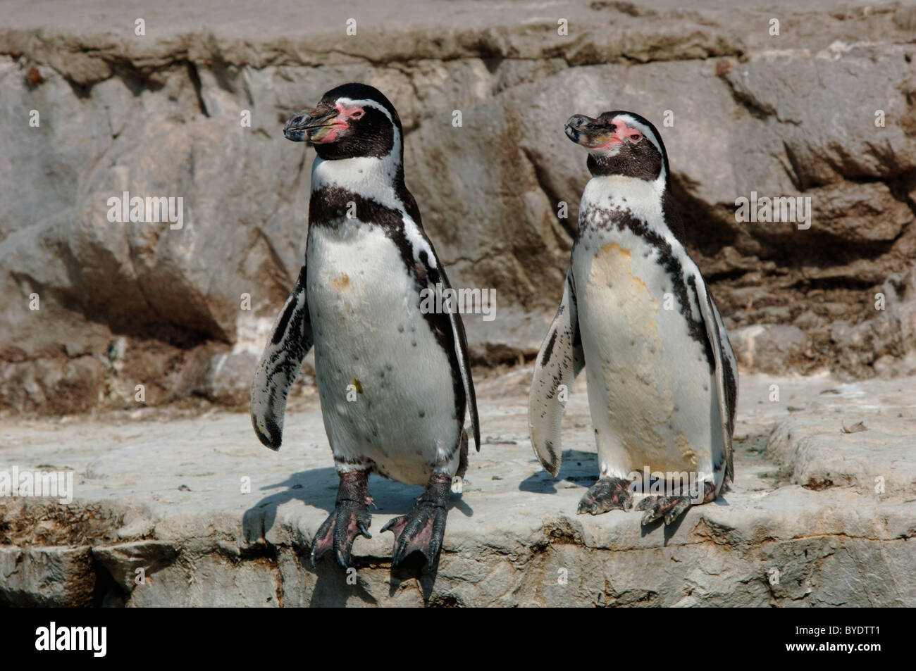 Humboldt Penguin (Spheniscus humboldti) (also termed Peruvian Penguin ...