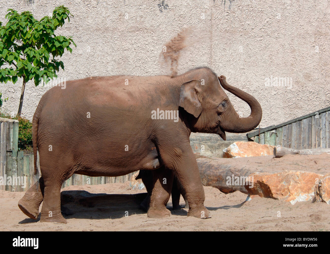 An Asian Elephant Cooling Off By Dusting Herself. .(Elephas maximus ...
