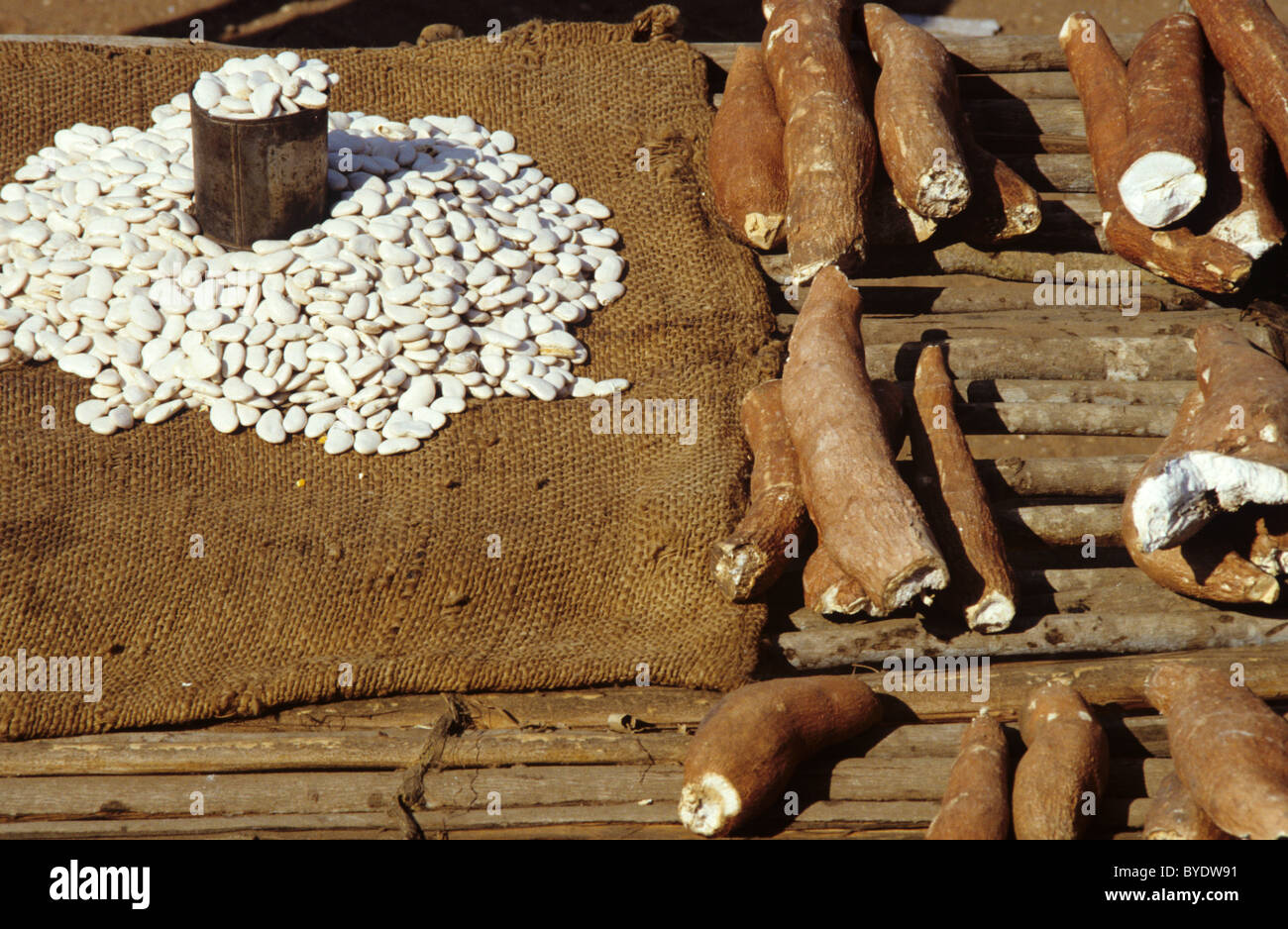 Manioc roots hi-res stock photography and images - Alamy