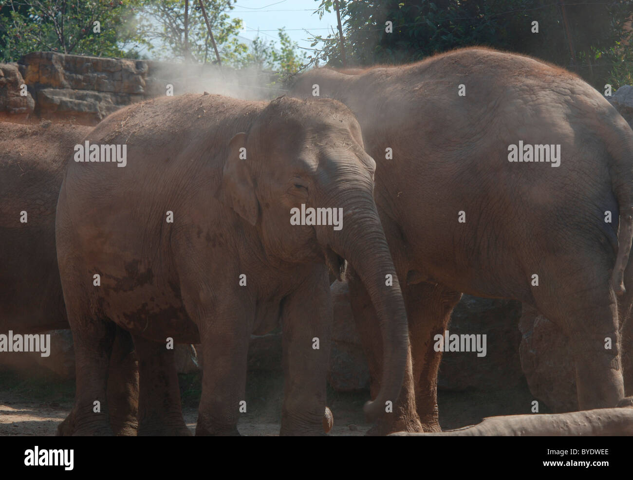 England zoo heat hi-res stock photography and images - Alamy