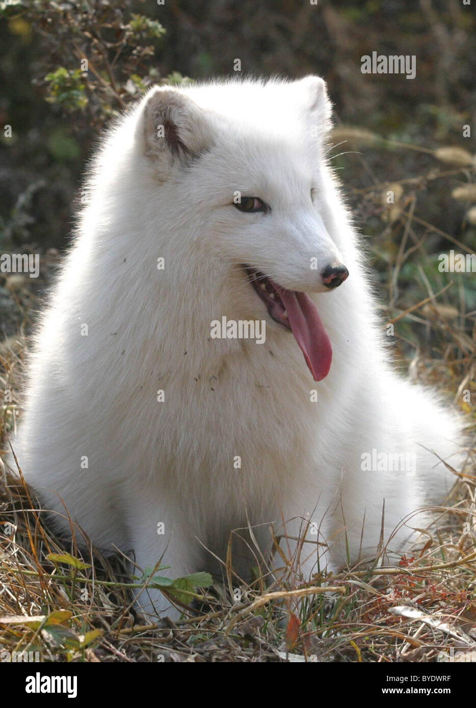 SLY SILVER FOX ENTERS VILLAGE Locals look on in amazement as this ...