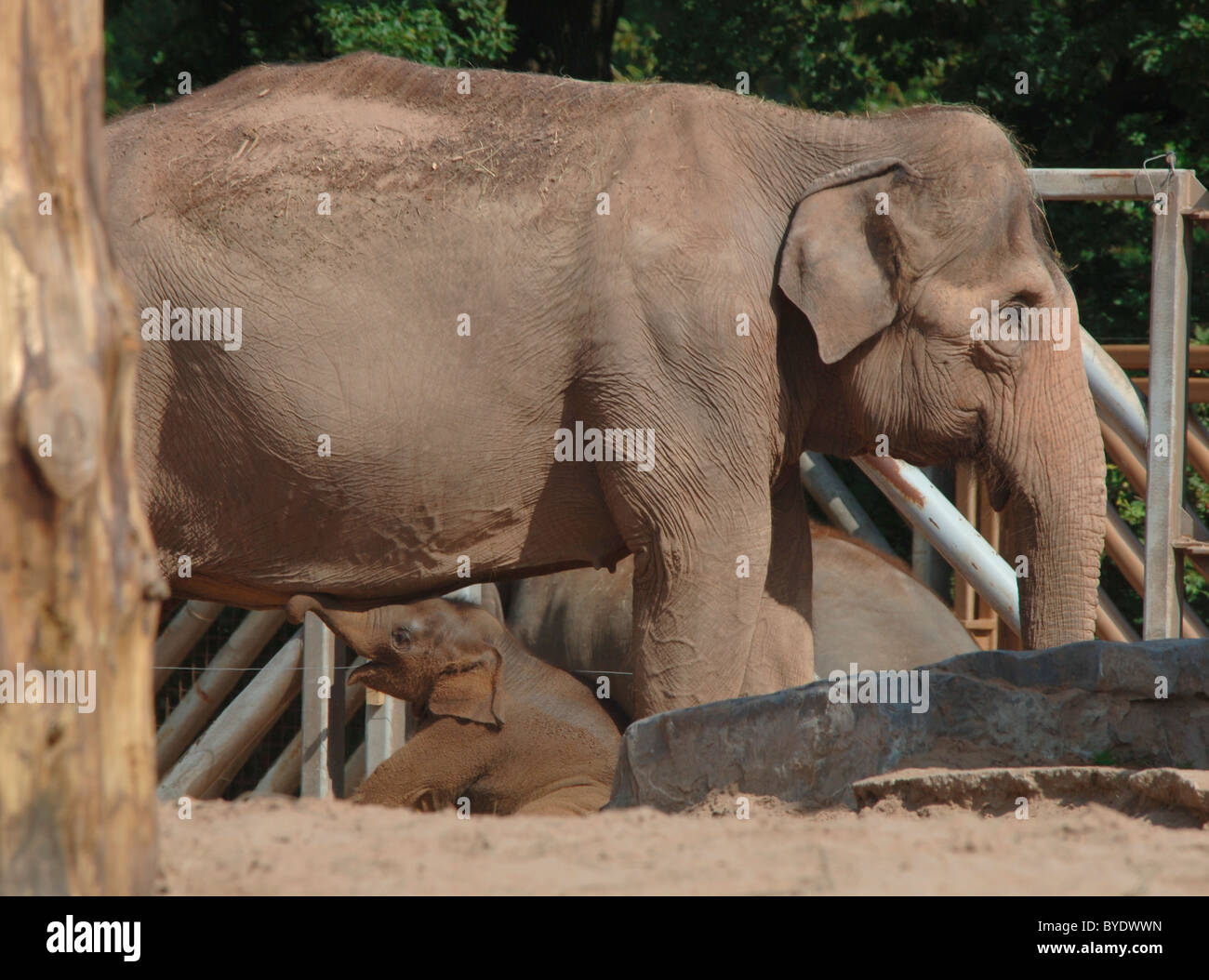 Mother & Baby Asian Elephants.(Elephas maximus Stock Photo - Alamy