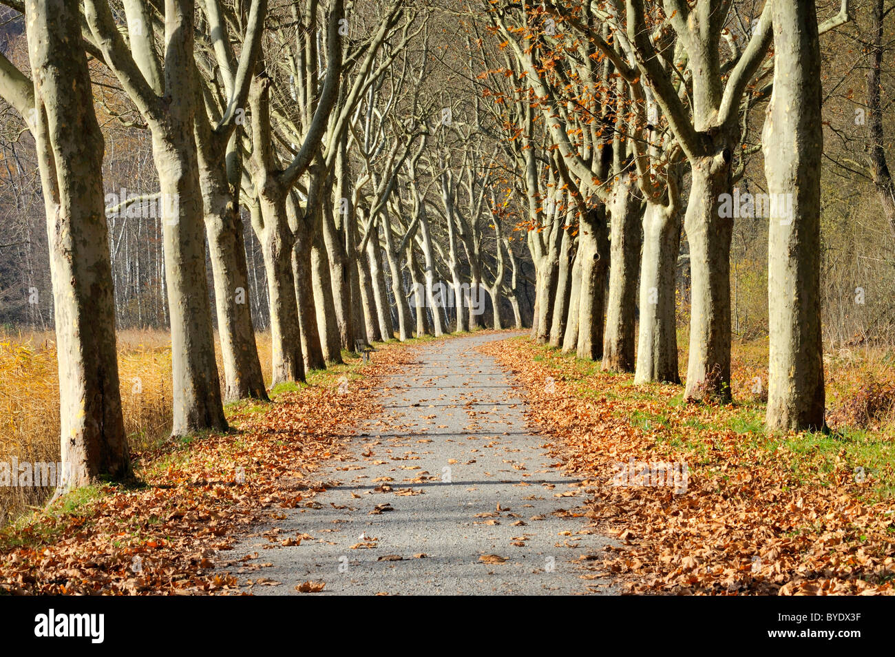 Plane Trees (Platanus) in a park in autumn, Konstanz district, Baden ...
