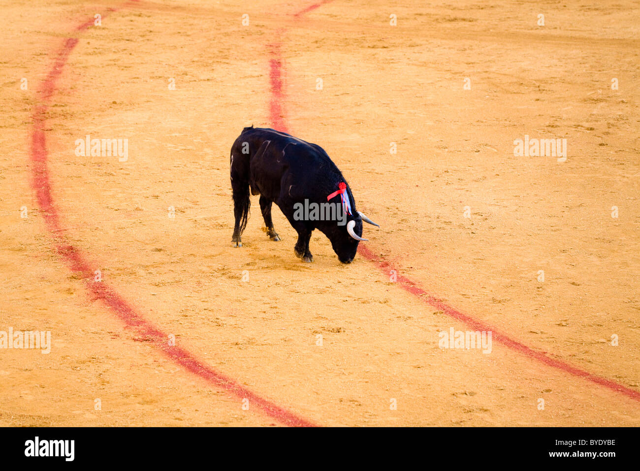 Wounded bull during a bull fight / bullfight at Sevilla bullring, Plaza ...