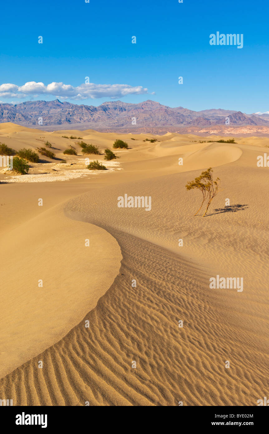 Mesquite Flats sand dunes Grapevine mountains of the Amargosa range ...