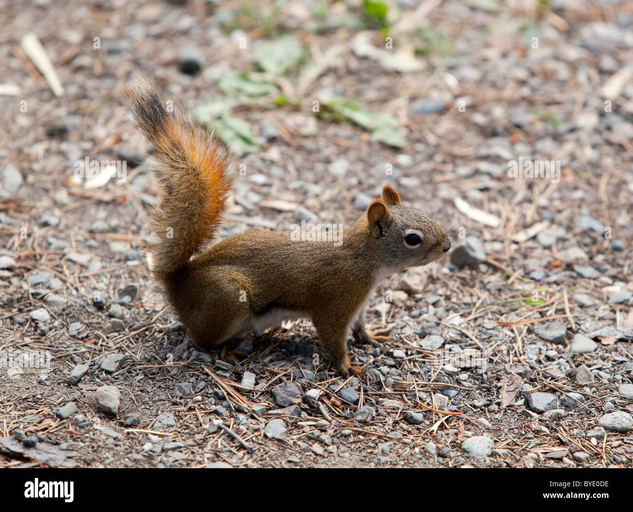 Chickaree squirrels hi-res stock photography and images - Alamy