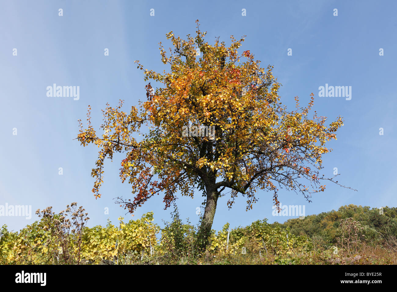 Heritage pear tree hi-res stock photography and images - Alamy