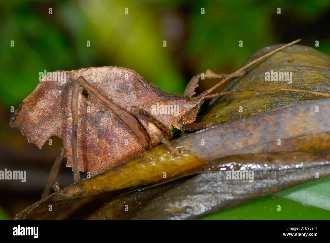 Leaf Katydid "Mimetica incisa" from Costa Rica Stock Photo - Alamy