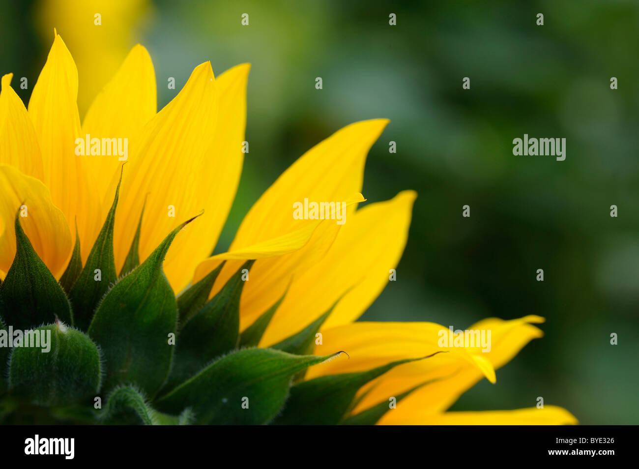 Sunflower (Helianthus annuus), detail Stock Photo - Alamy