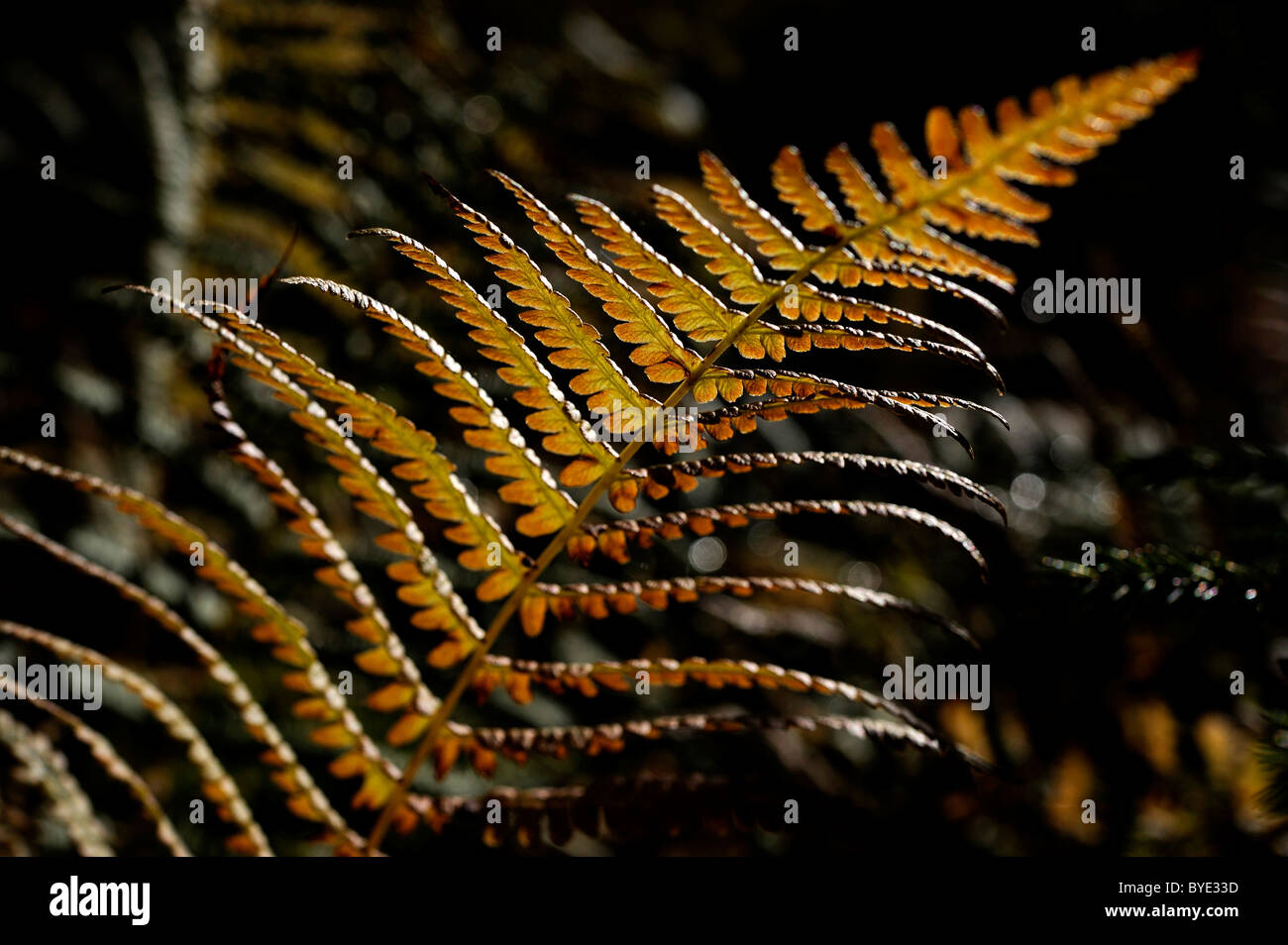 Tree fern (Cyatheales) in backlight Stock Photo - Alamy