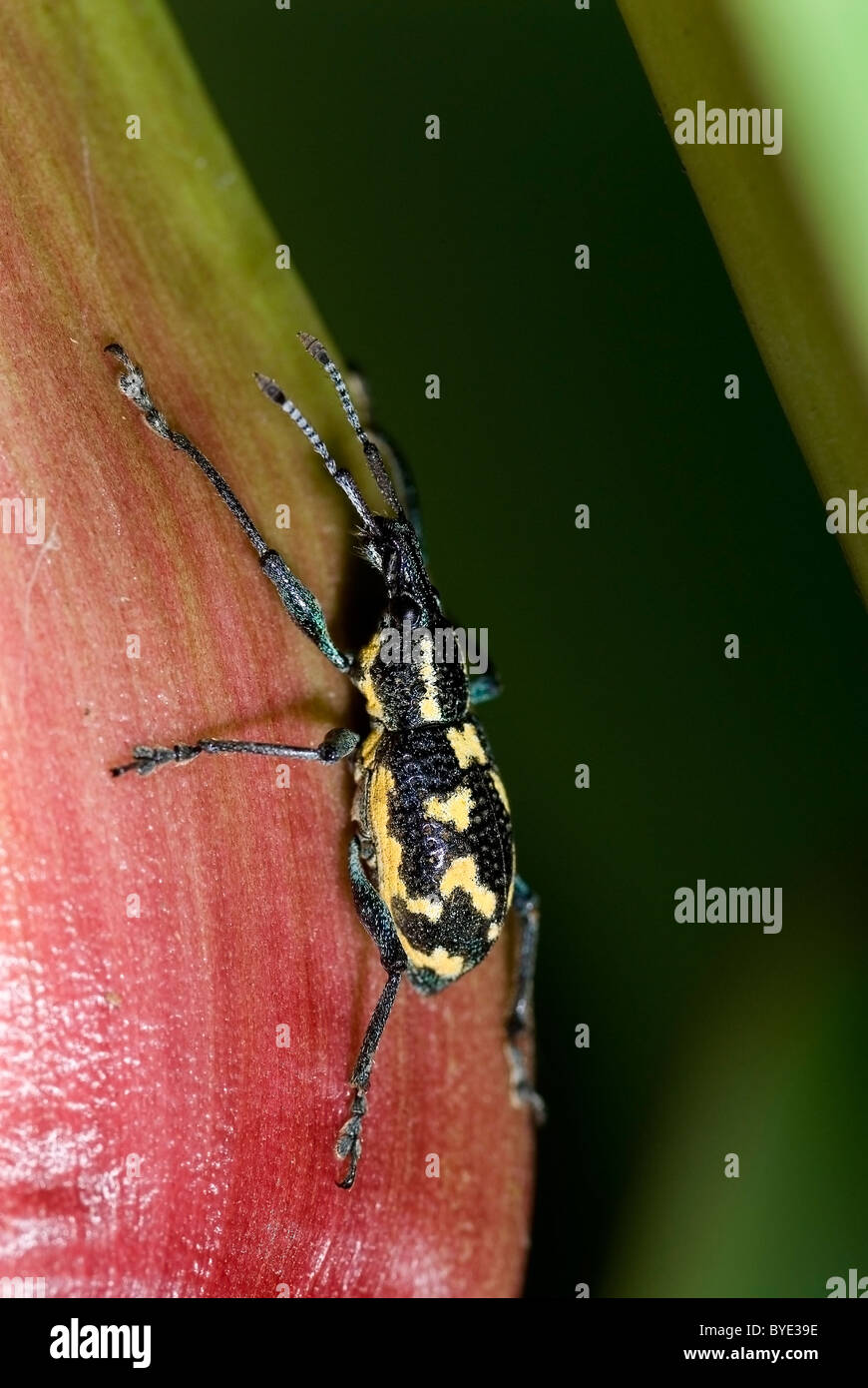 Weevil "Exophthalmus nicaraguensis" in Puerto viejo, Limón. Costa Rica ...